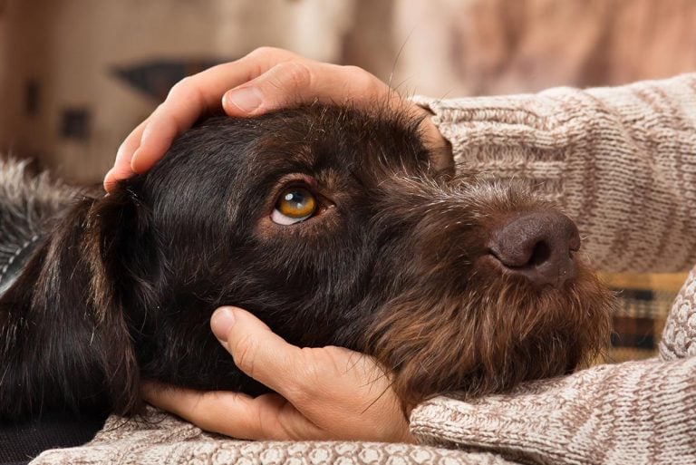 How To Help Your Pets with Energy Healing Tools